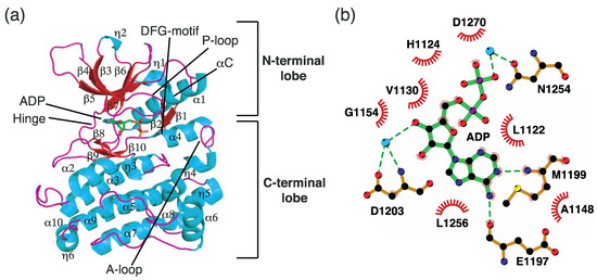 Molecular Anatomy of the EML4-ALK Fusion Protein for the Development of ...