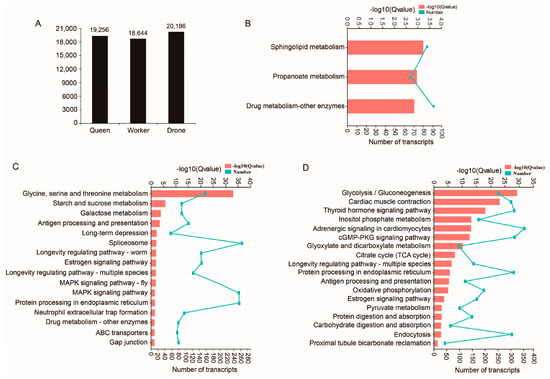 A Global Survey of the Full-Length Transcriptome of Apis mellifera by ...