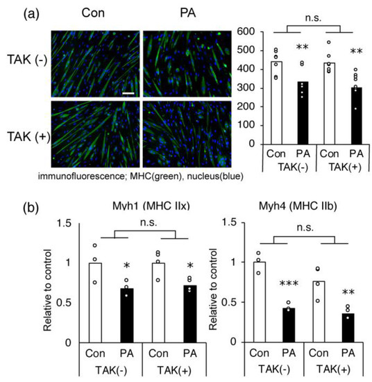 Palmitic Acid Inhibits Myogenic Activity and Expression of Myosin Heavy ...