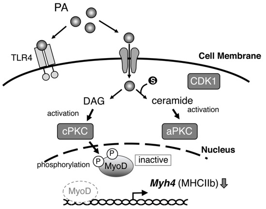 Palmitic Acid Inhibits Myogenic Activity and Expression of Myosin Heavy ...