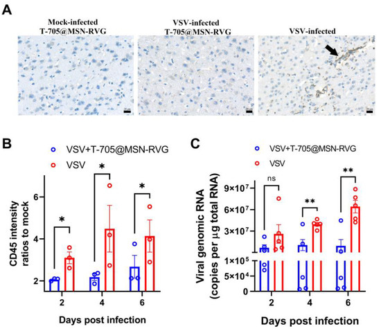 RVG Peptide-Functionalized Favipiravir Nanoparticle Delivery System ...