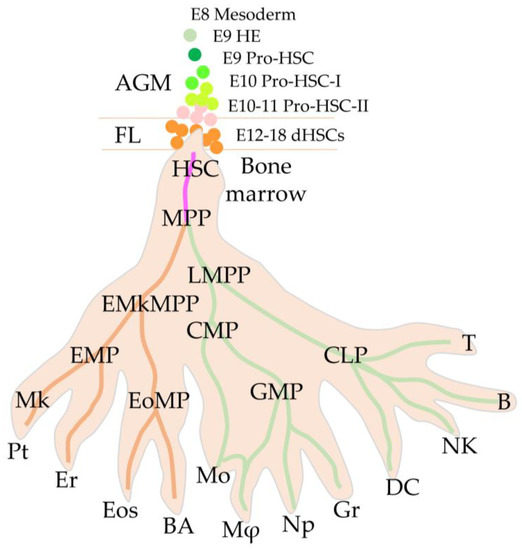 Hematopoietic Stem Cells and the Immune System in Development and Aging