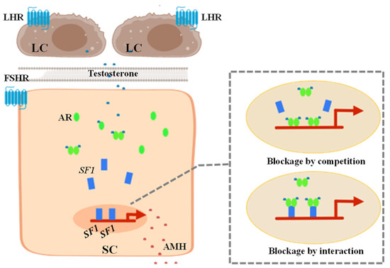 Potential Role of Anti-Müllerian Hormone in Regulating Seasonal ...