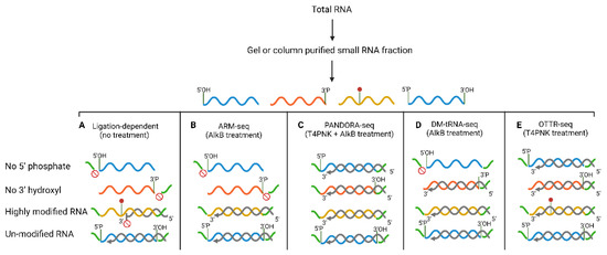 Sperm RNA Payload: Implications for Intergenerational Epigenetic Inheritance