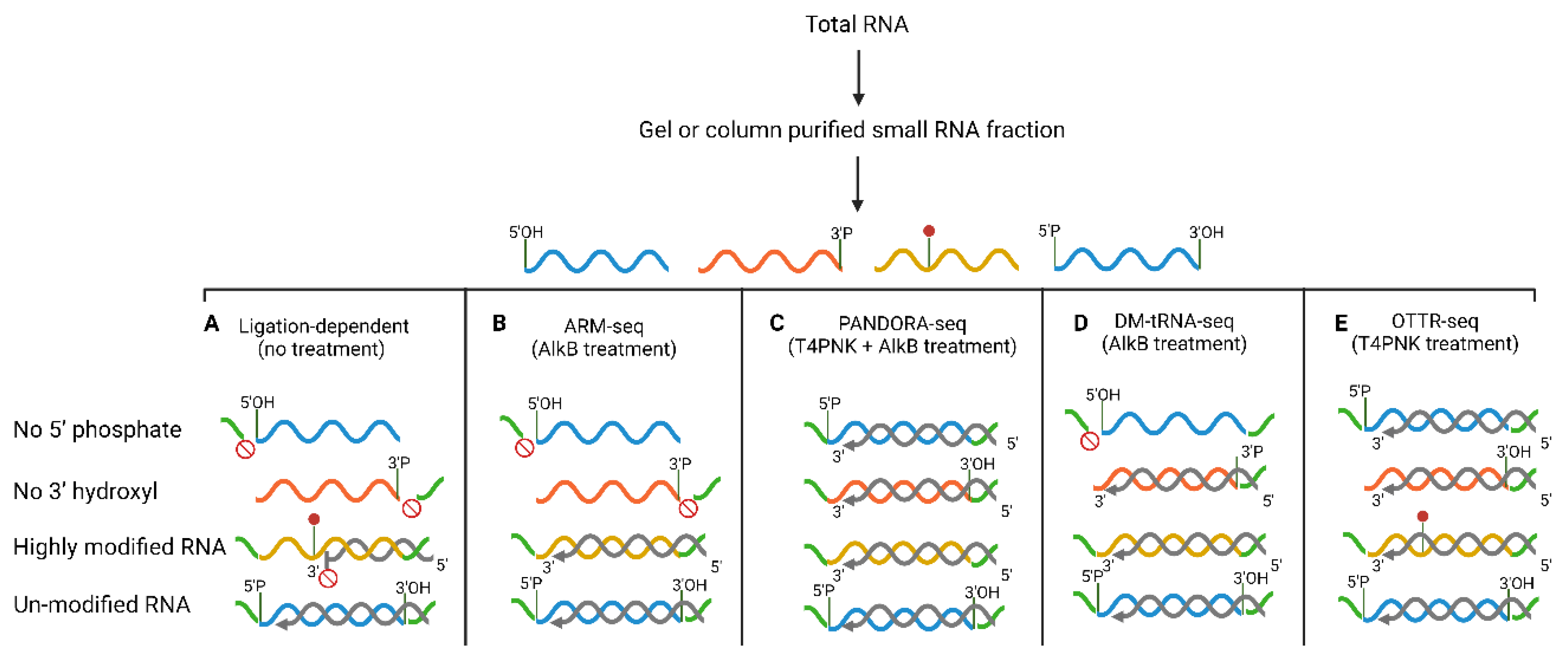 Ijms Free Full Text Sperm Rna Payload Implications For