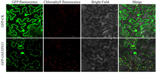 Genome-Wide Identification of Expansin Gene Family and Their Response ...