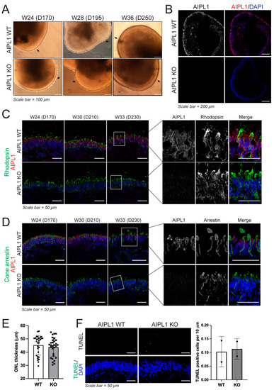 Retinal Organoids from an AIPL1 CRISPR/Cas9 Knockout Cell Line ...
