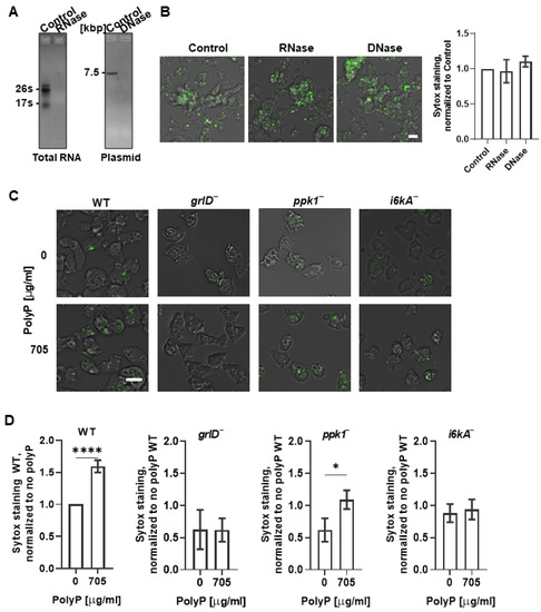 Starvation Induces Extracellular Accumulation of Polyphosphate in ...