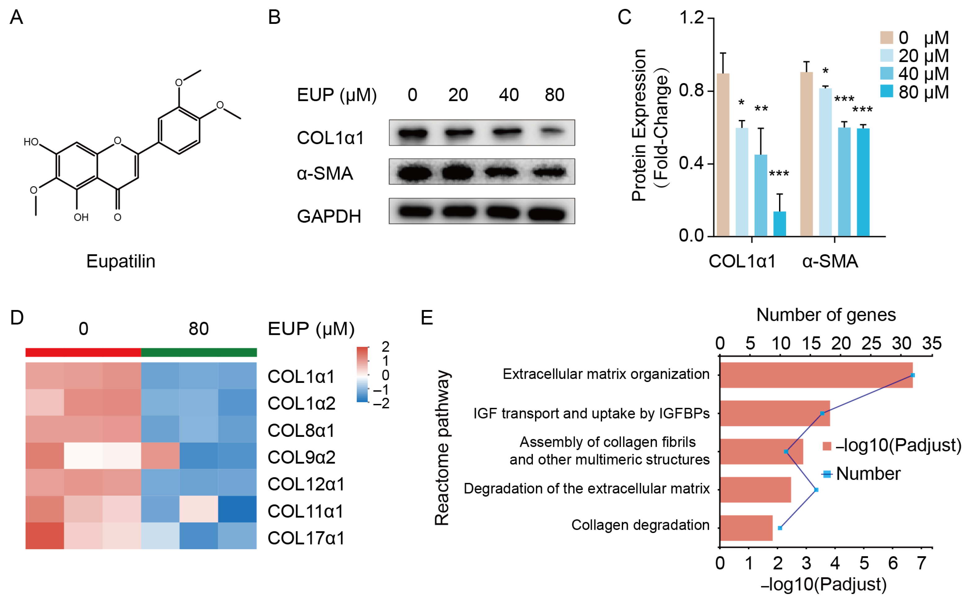 Eupatilin Ameliorates Hepatic Fibrosis and Hepatic Stellate Cell ...