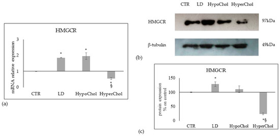The Effect of Cholesterol in MCF7 Human Breast Cancer Cells