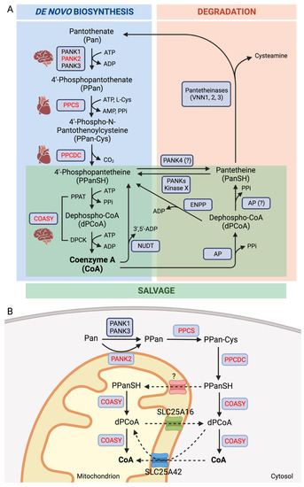 IJMS | Free Full-Text | Inherited Disorders of Coenzyme A Biosynthesis ...