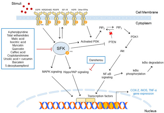 Preventive Effect of Pharmaceutical Phytochemicals Targeting the Src ...