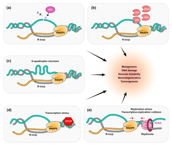 Clinical and Mechanistic Implications of R-Loops in Human Leukemias