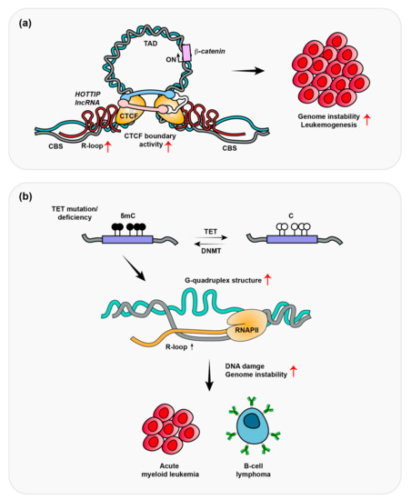 Clinical and Mechanistic Implications of R-Loops in Human Leukemias
