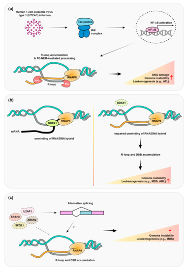 Clinical and Mechanistic Implications of R-Loops in Human Leukemias