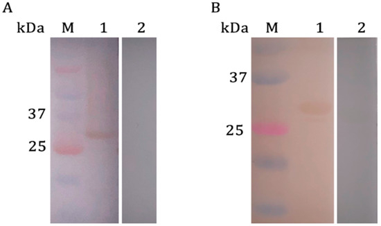 IJMS | Free Full-Text | Macrophage Migration Inhibitory Factor in ...