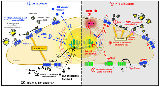 TNFα Activates the Liver X Receptor Signaling Pathway and Promotes ...