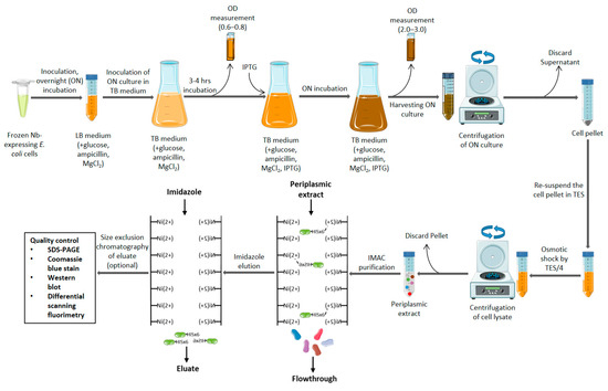 NANOBODIES®: A Review of Diagnostic and Therapeutic Applications
