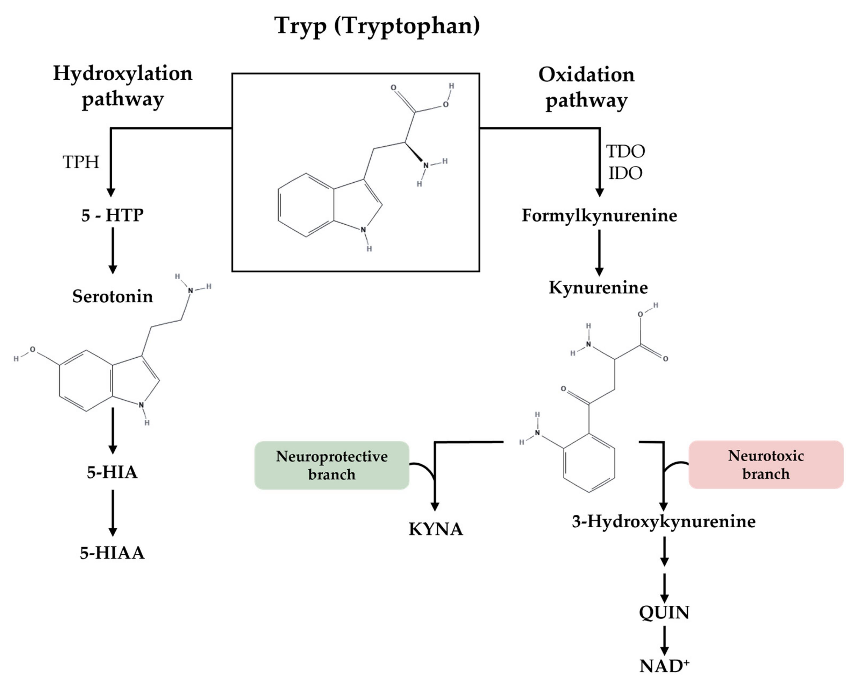 Serotonin Metabolism Serotonin Metabolism