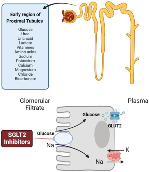 Unlocking the Full Potential of SGLT2 Inhibitors: Expanding Applications beyond Glycemic Control