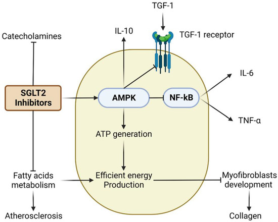 Unlocking the Full Potential of SGLT2 Inhibitors: Expanding Applications beyond Glycemic Control