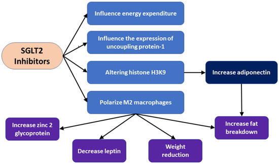Unlocking the Full Potential of SGLT2 Inhibitors: Expanding ...