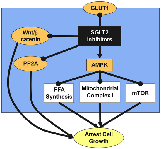 Unlocking the Full Potential of SGLT2 Inhibitors: Expanding Applications beyond Glycemic Control