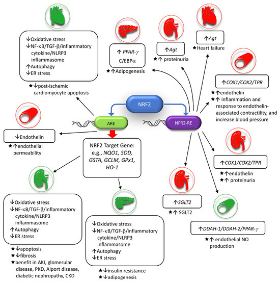 Insights into the Molecular Mechanisms of NRF2 in Kidney Injury and ...