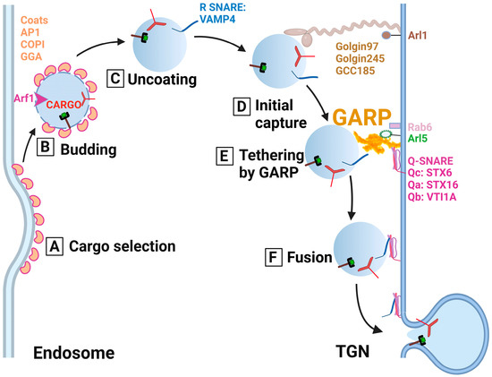Role of GARP Vesicle Tethering Complex in Golgi Physiology