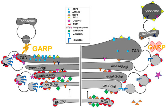 Role of GARP Vesicle Tethering Complex in Golgi Physiology