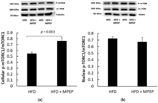 MPEP Attenuates Intrahepatic Fat Accumulation in Obese Mice