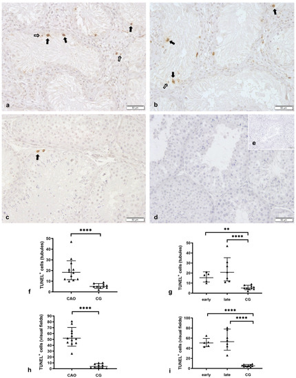 IJMS | Free Full-Text | Insights into Canine Infertility: Apoptosis in ...