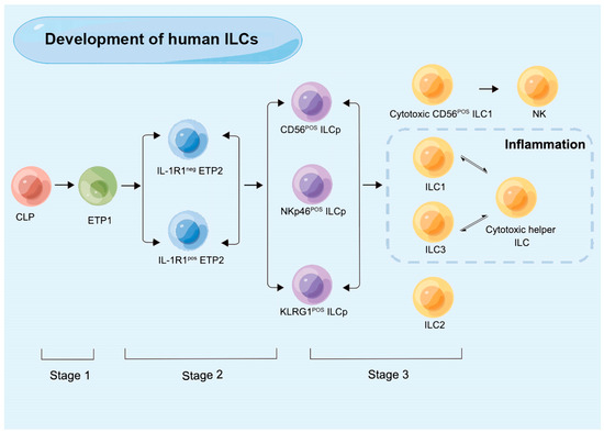 Function of Innate Lymphoid Cells in Periodontal Tissue Homeostasis: A Narrative Review
