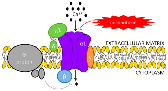 N-Type Ca Channel in Epileptic Syndromes and Epilepsy: A Systematic ...