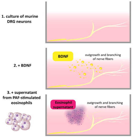 Neurotrophins: Neuroimmune Interactions in Human Atopic Diseases