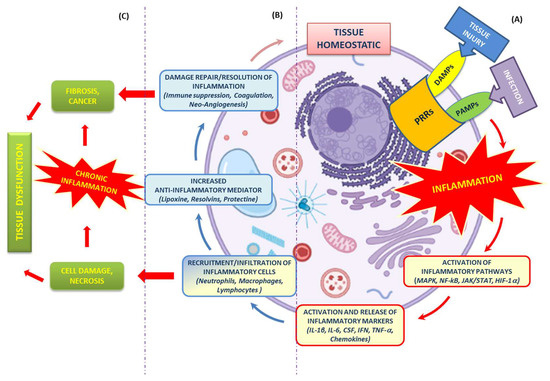 Inflammation, Mitochondria and Natural Compounds Together in the Circle ...