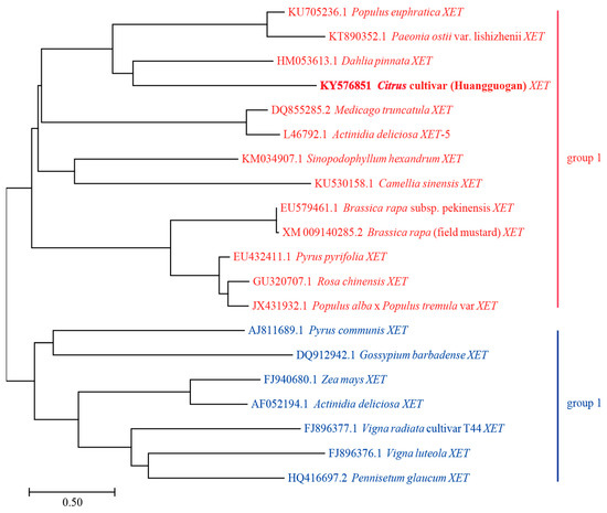 Analysis of Codon Usage Bias in Xyloglucan Endotransglycosylase (XET) Genes