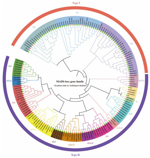 Genome-Wide Identification of the MADS-Box Gene Family during Male and ...