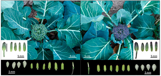 IJMS | Free Full-Text | Comparative Transcriptome and Metabolome ...