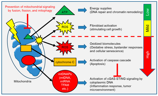 Mitochondrial Signaling Pathways Associated with DNA Damage Responses