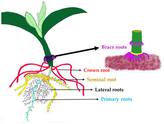 Genome-Wide Meta-Analysis of QTLs Associated with Root Traits and Implications for Maize Breeding