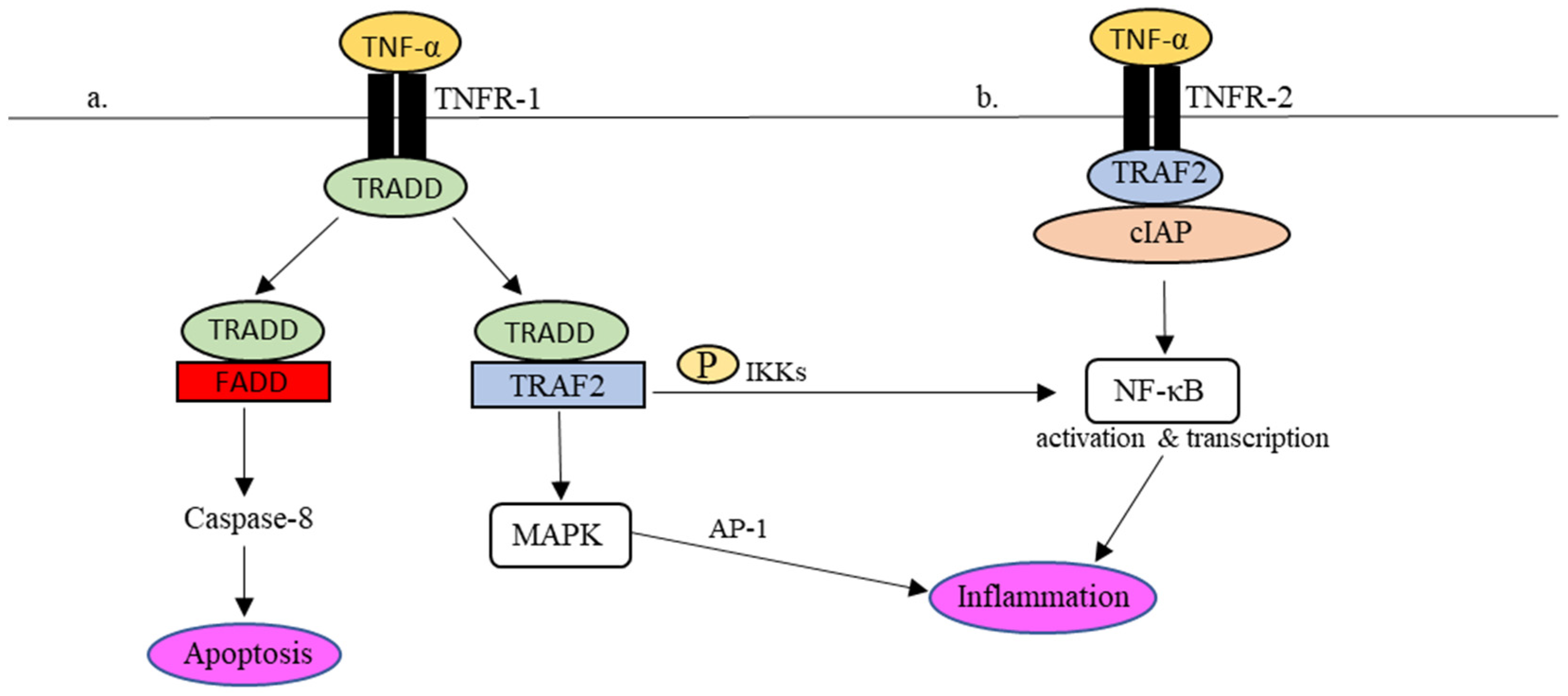 Ijms Free Full Text Prospective Roles Of Tumor Necrosis Factor