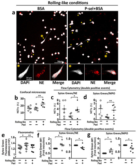 IJMS | Free Full-Text | Low P-Selectin Glycoprotein Ligand-1 Expression ...