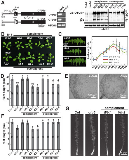 The Arabidopsis Deubiquitylase OTU5 Suppresses Flowering by Histone ...