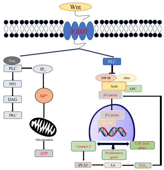 FZD7, Regulated by Non-CpG Methylation, Plays an Important Role in ...