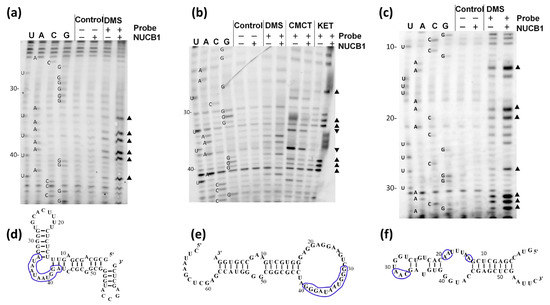 The RNA-Binding and RNA-Melting Activities of the Multifunctional ...