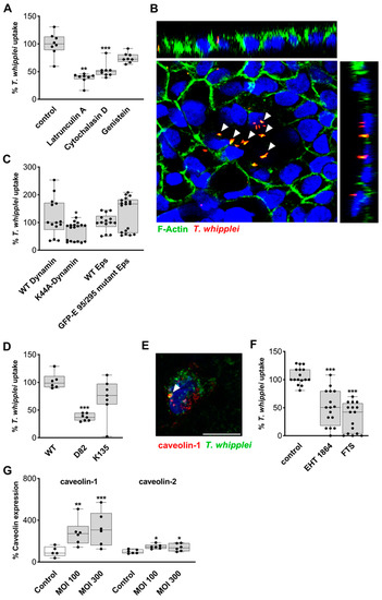 Uptake of Tropheryma whipplei by Intestinal Epithelia
