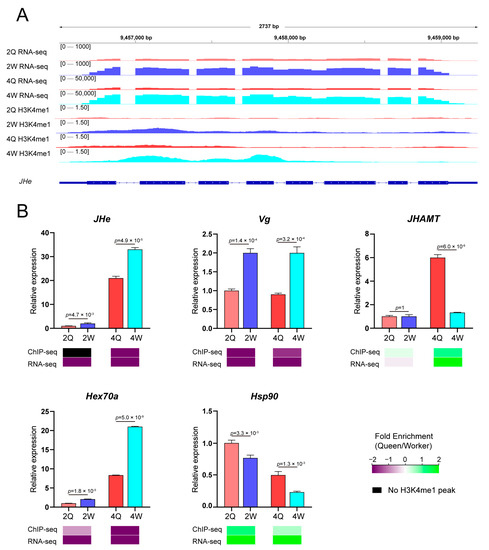 H3K4me1 Modification Functions in Caste Differentiation in Honey Bees