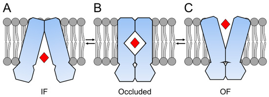 ABC Transporters in Bacterial Nanomachineries