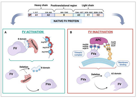 IJMS | Free Full-Text | The Magic of Proteases: From a Procoagulant and ...